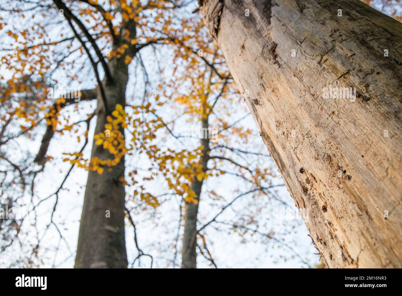 Pinus sylvestris, the Scots pine (UK), Scotch pine (US) or Baltic pine ...