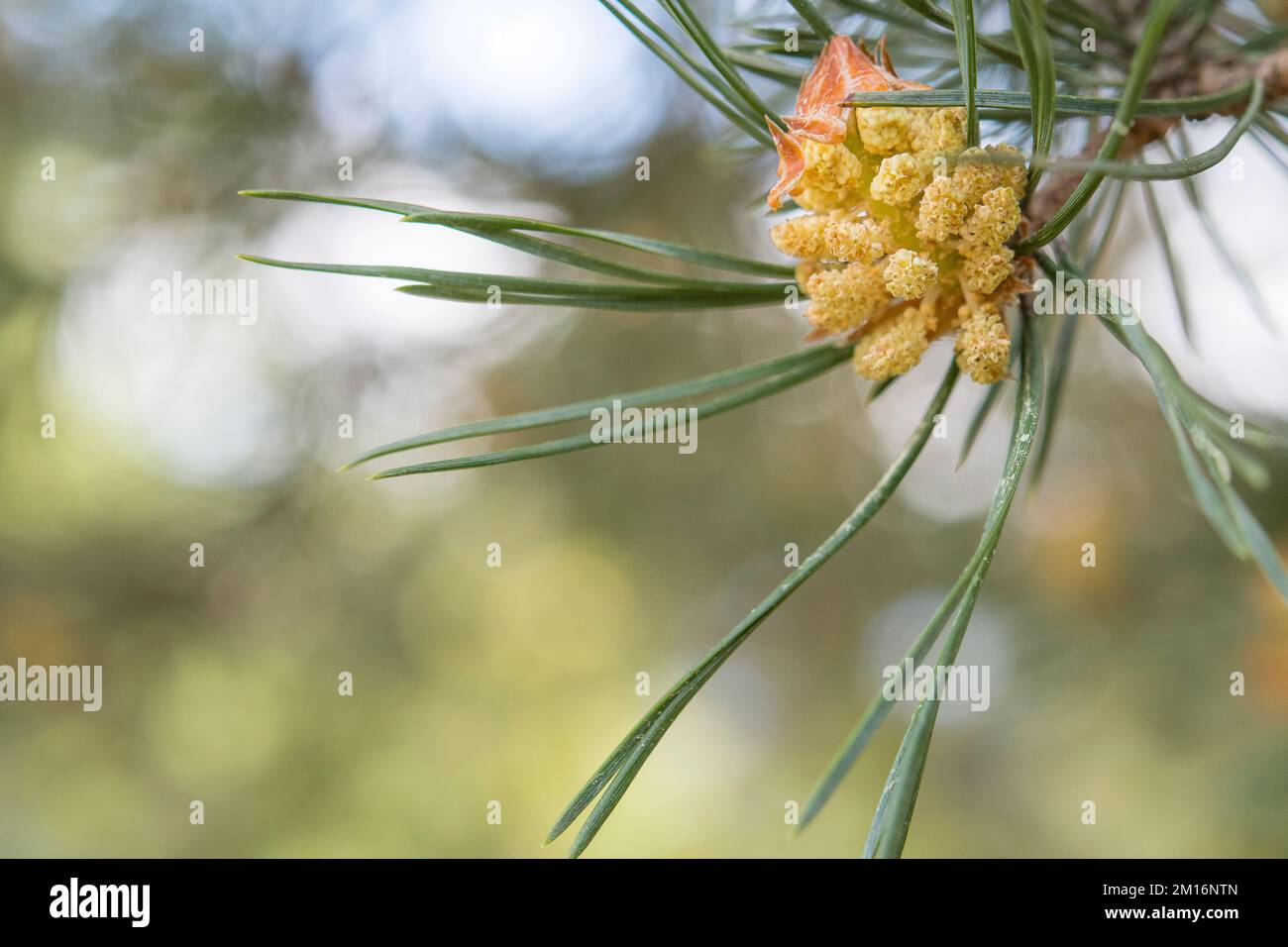 Inflorescence pinus hi-res stock photography and images - Alamy
