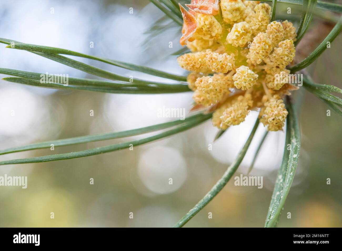 Inflorescence pinus hi-res stock photography and images - Alamy