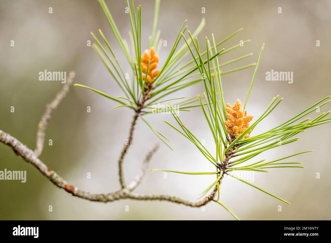 Inflorescence pinus hi-res stock photography and images - Alamy