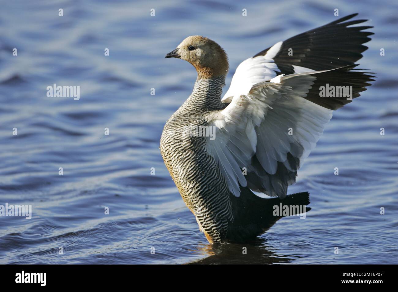 Ruddy-headed goose Chloephaga rubidiceps wing flapping at edge of pond ...