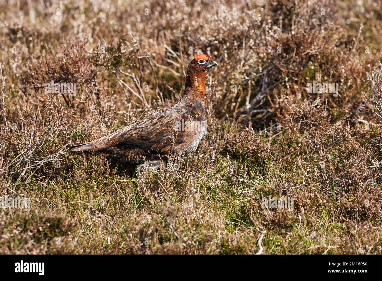 Red grouse Lagopus lagopus scoticus male Glen Quaich area Highland ...