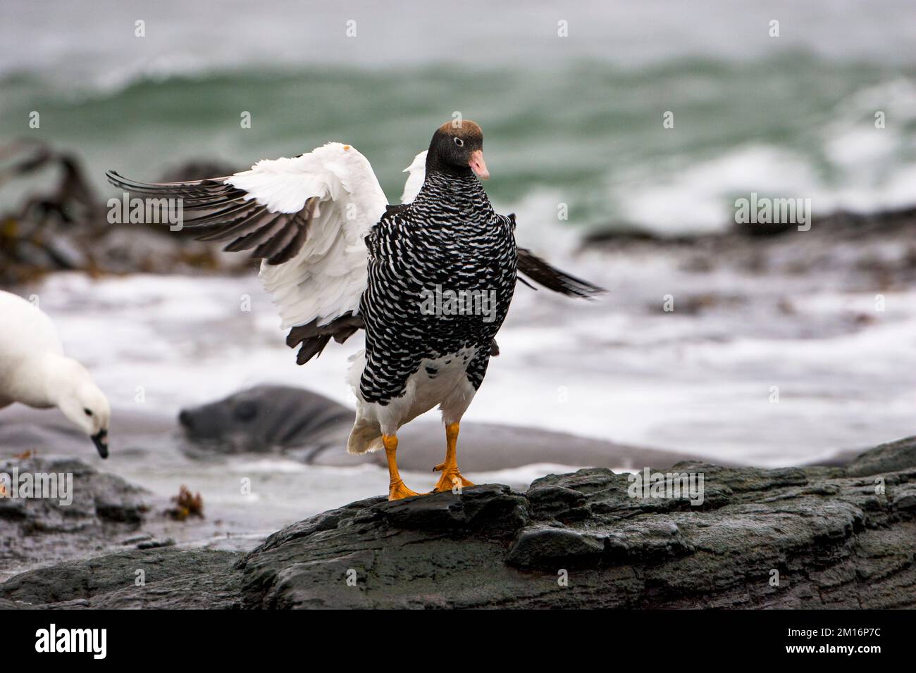 Kelp goose Chloephaga hybrida molvinarum female wing flapping with male ...