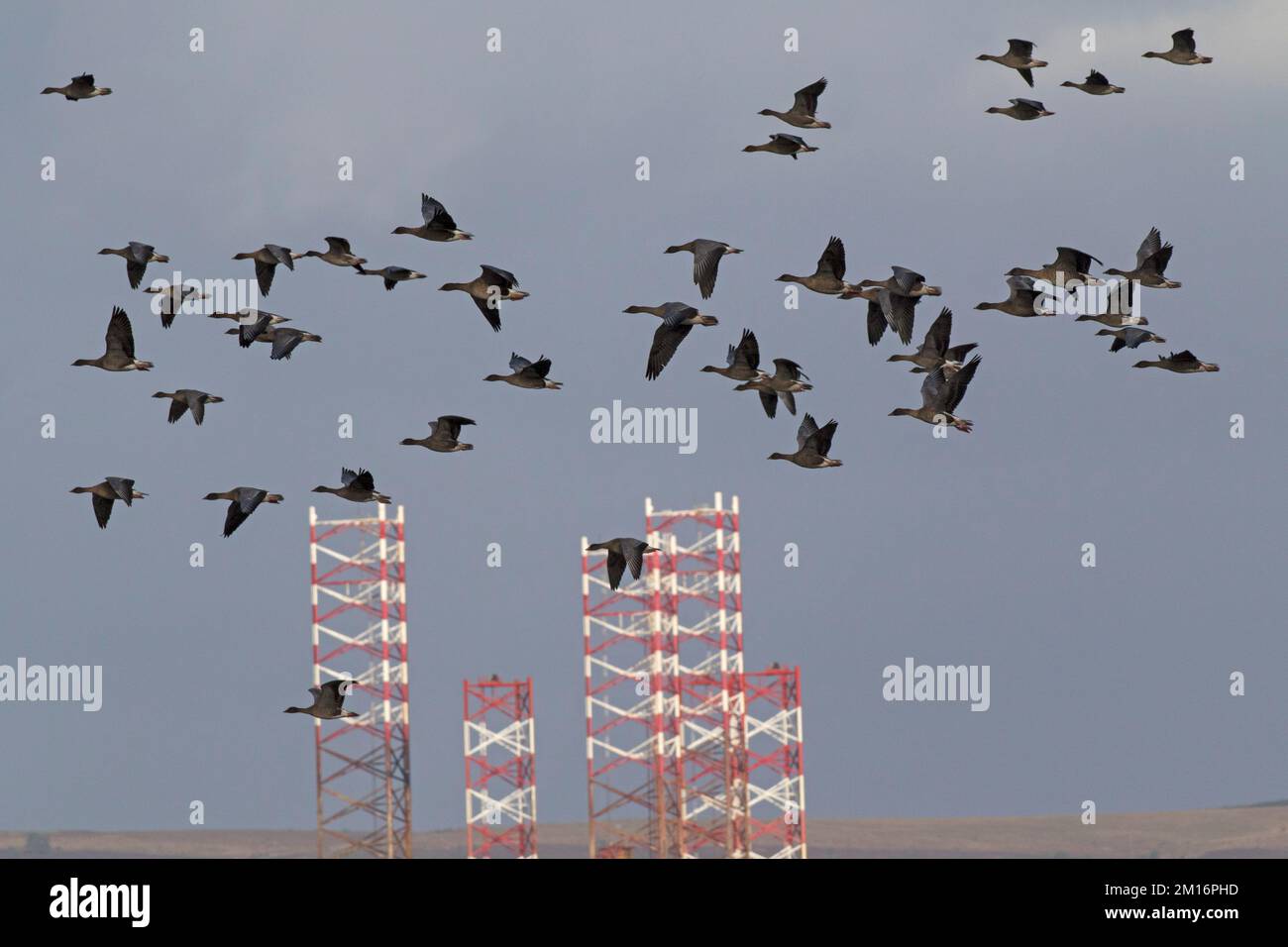 Pink-footed goose Anser brachyrhynchus in flight in front of oil rigs ...