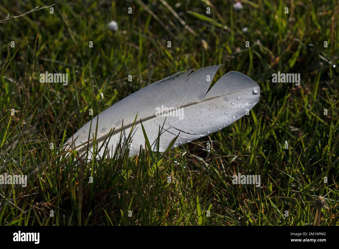 Upland goose Chloephaga picta leucoptera male's feather with dew Darwin ...