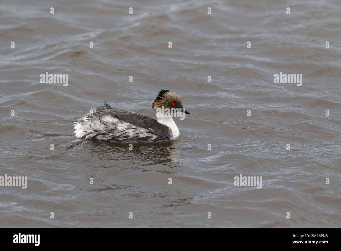 Silvery grebe Podiceps occipitalis on a pond Sealion Island Falkland ...