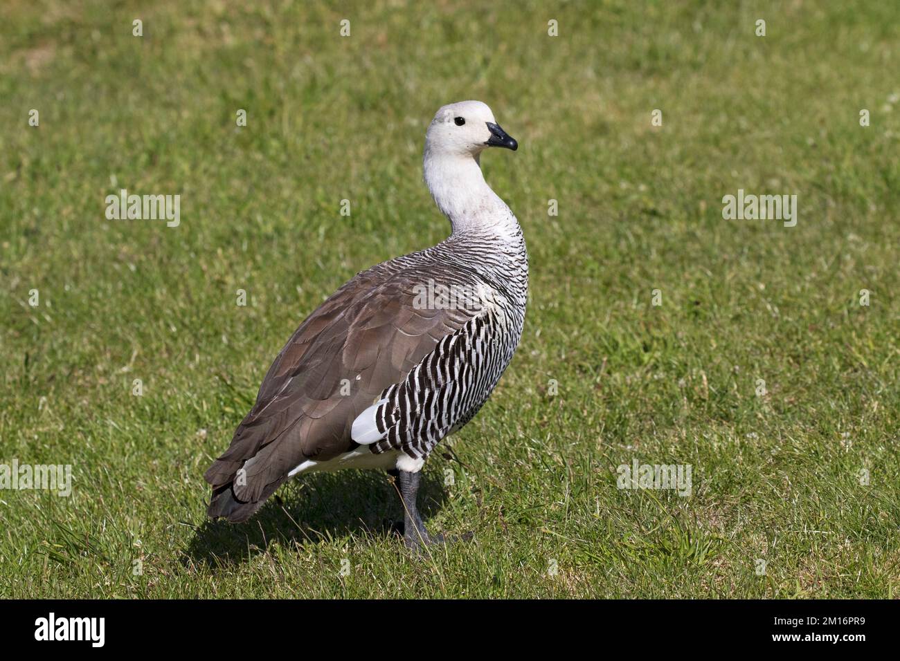 Upland goose Chloephaga picta male on grassland Torres del Paine ...