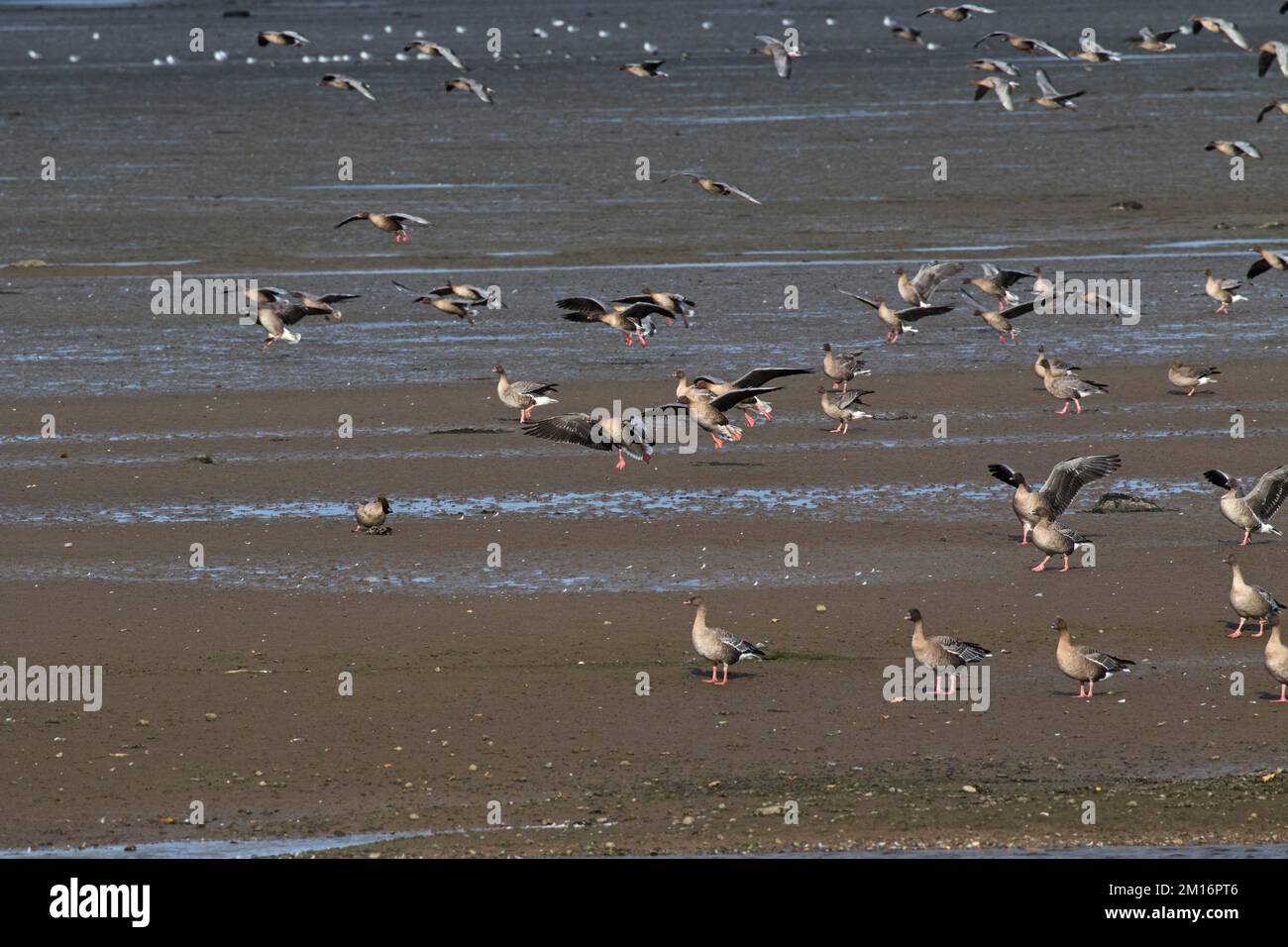 Pink-footed goose Anser brachyrhynchus, landing on estuary mud, Udale ...