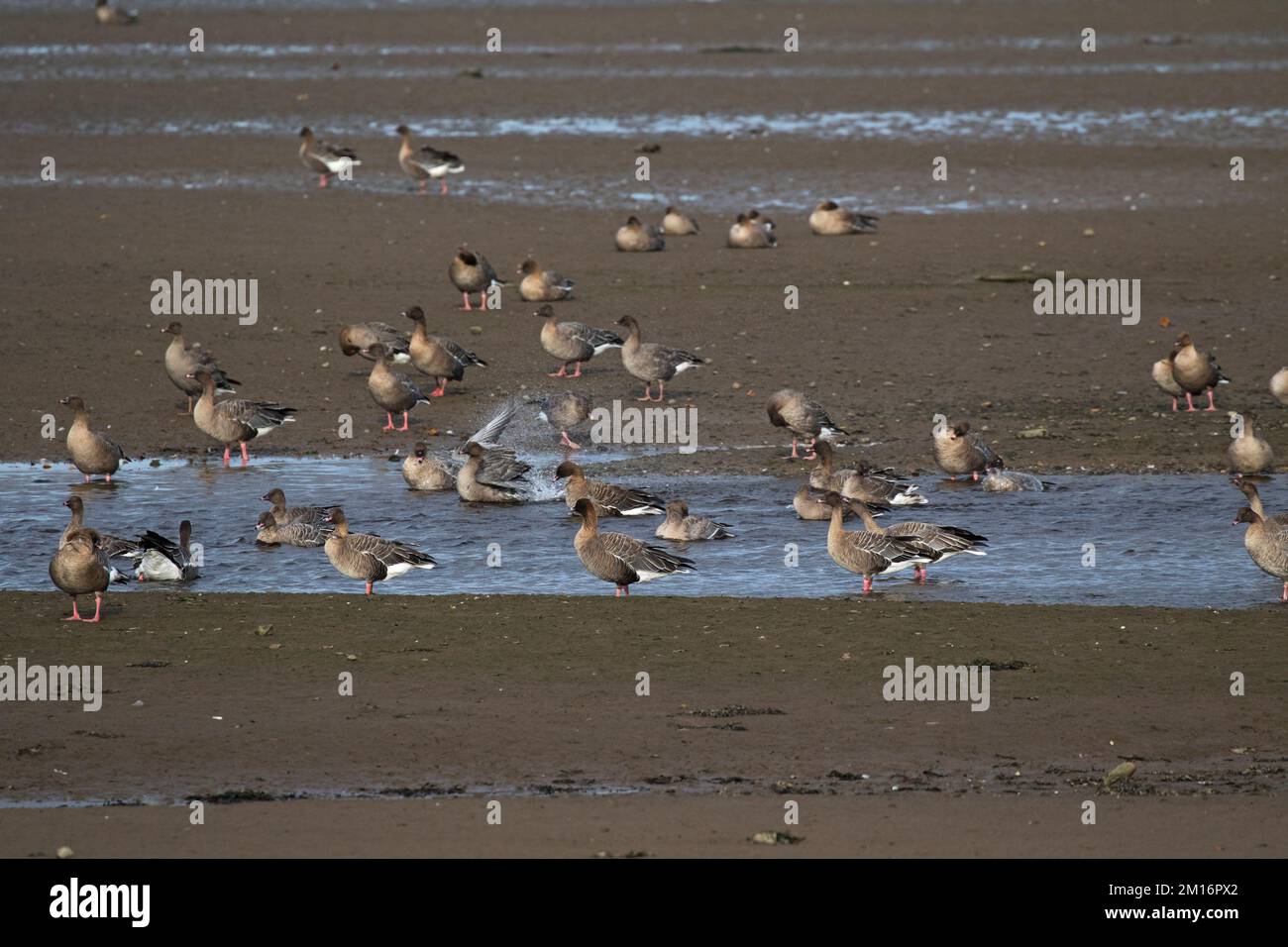 Pink-footed goose Anser brachyrhynchus, in water channel in estuary mud ...