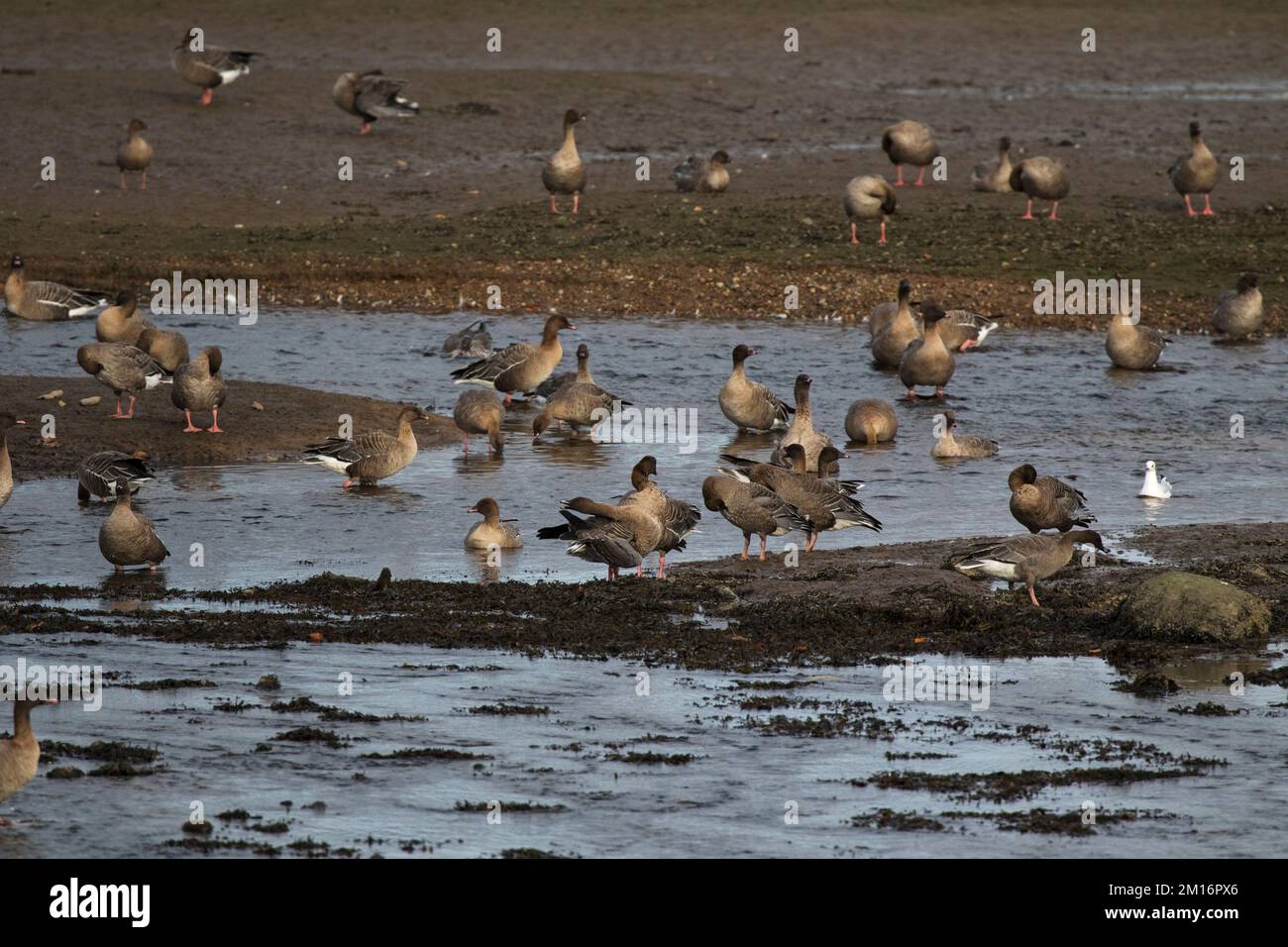 Pink-footed goose Anser brachyrhynchus, in water channel in estuary mud ...
