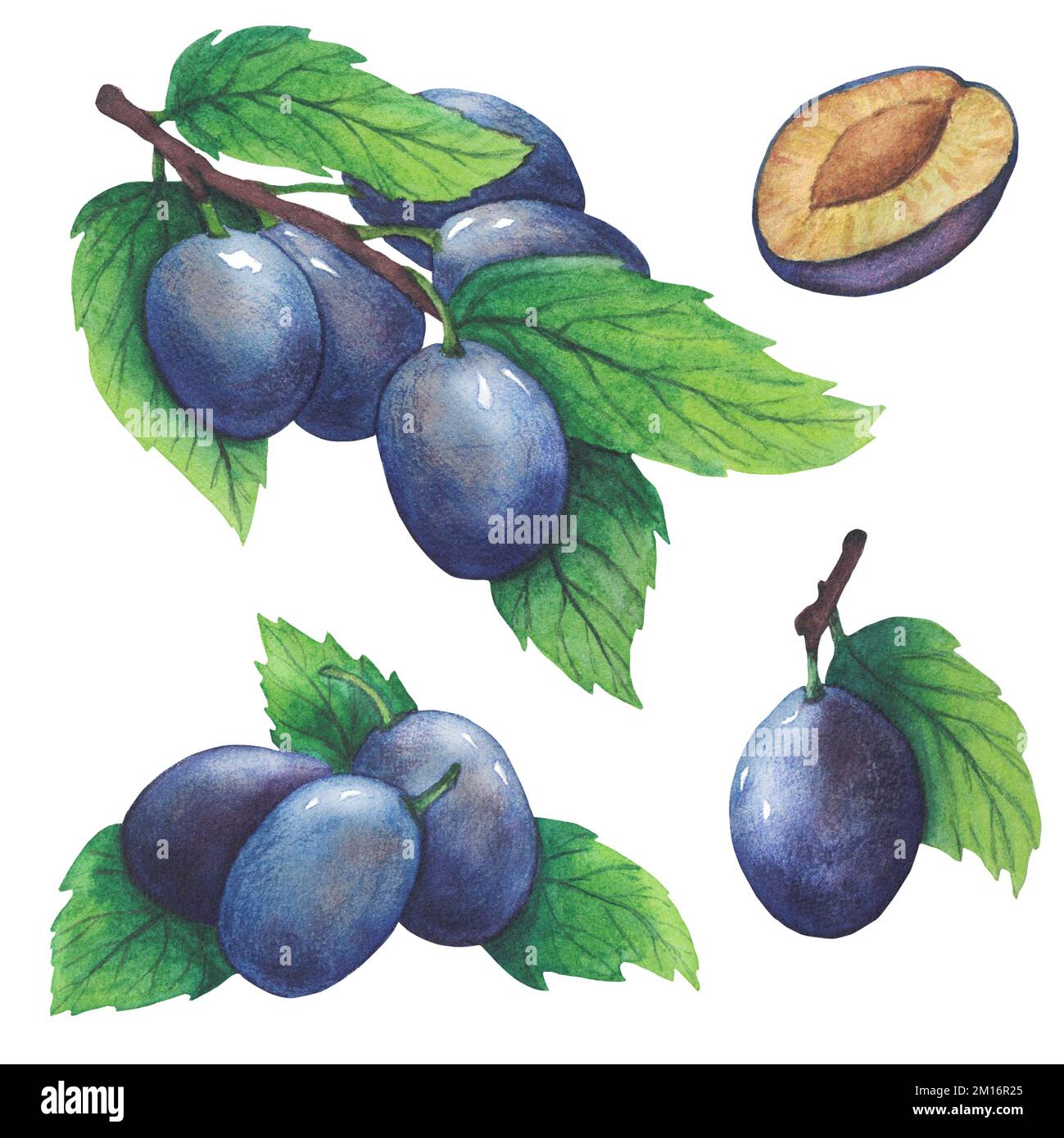 Hand drawn watercolor plum and leaves isolated on white background ...