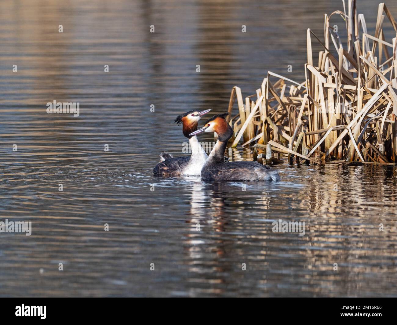 Great crested grebe Podiceps cristatus, pair in mild head shaking ...