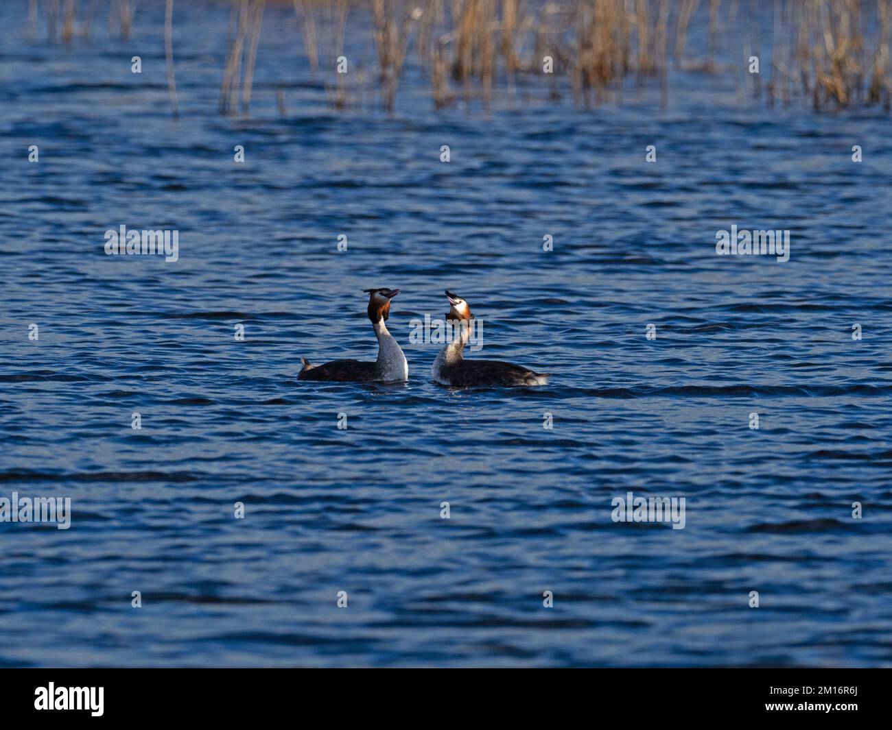 Pair in head shaking display hi-res stock photography and images - Alamy