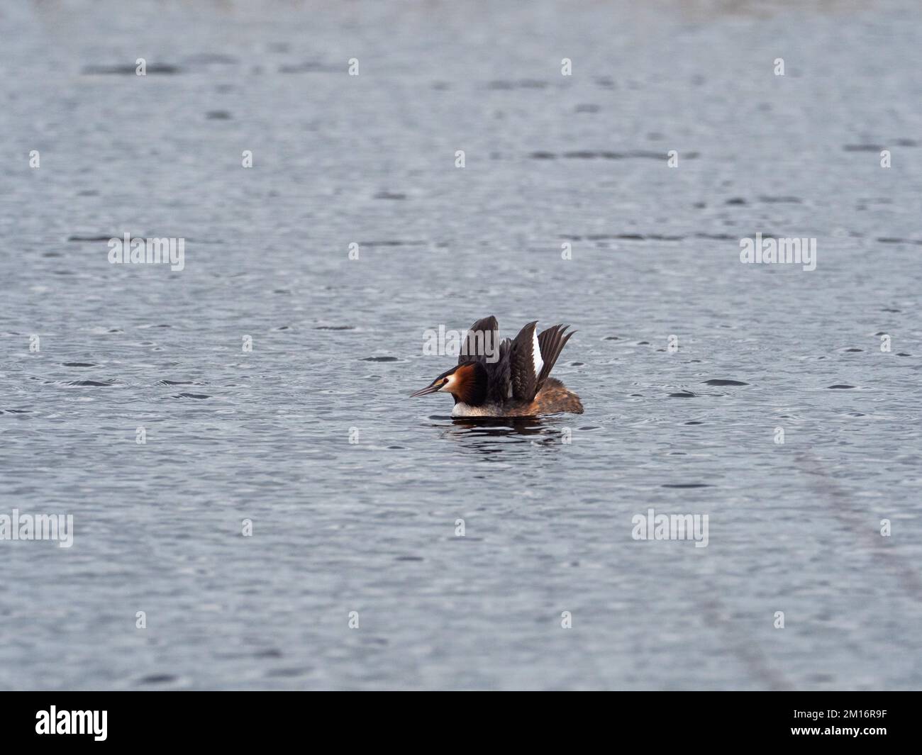 Great crested grebe Podiceps cristatus in raised wing display, a ...