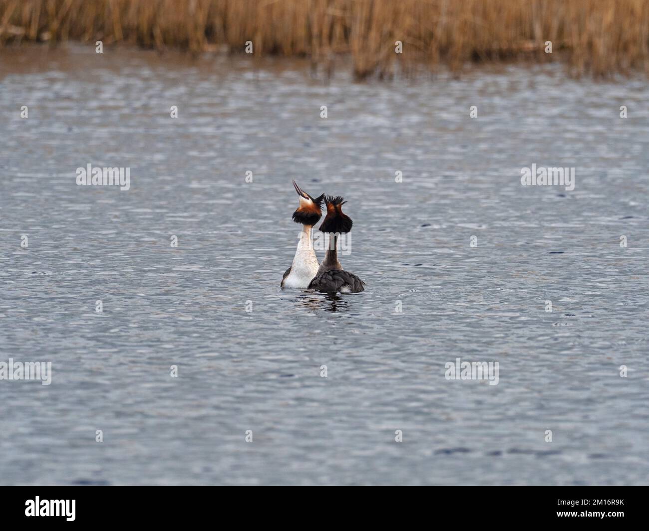 Great crested grebe Podiceps cristatus pair in head shaking display in ...