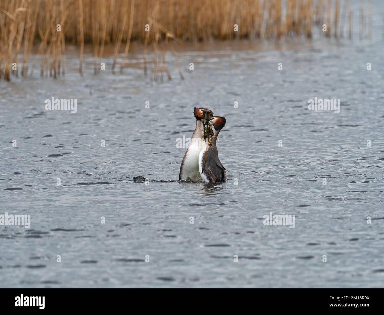 Great crested grebe Podiceps cristatus in weed dance display, in a ...