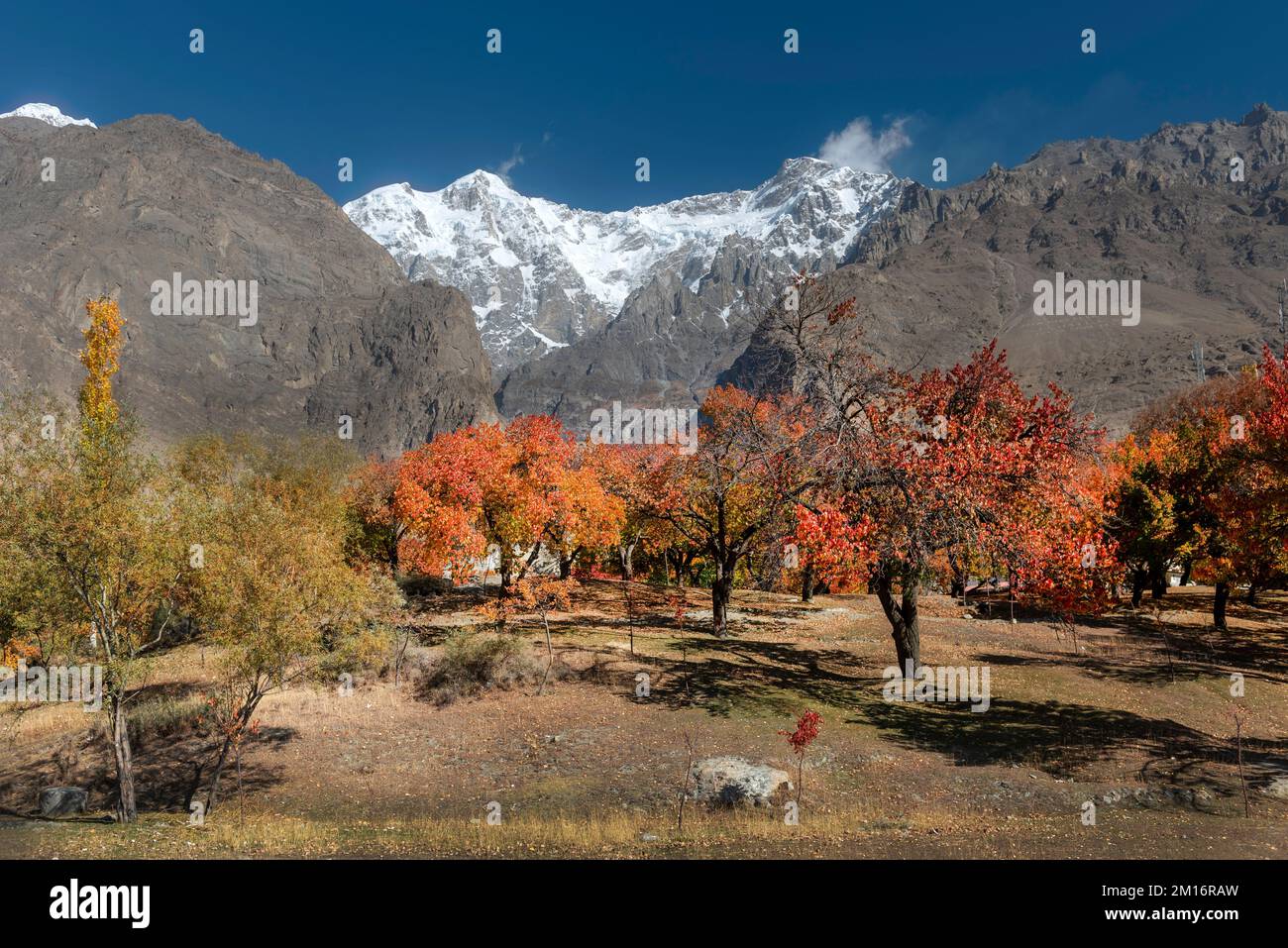 A landscape view of autumn trees with snow-covered mountains in Hunza ...