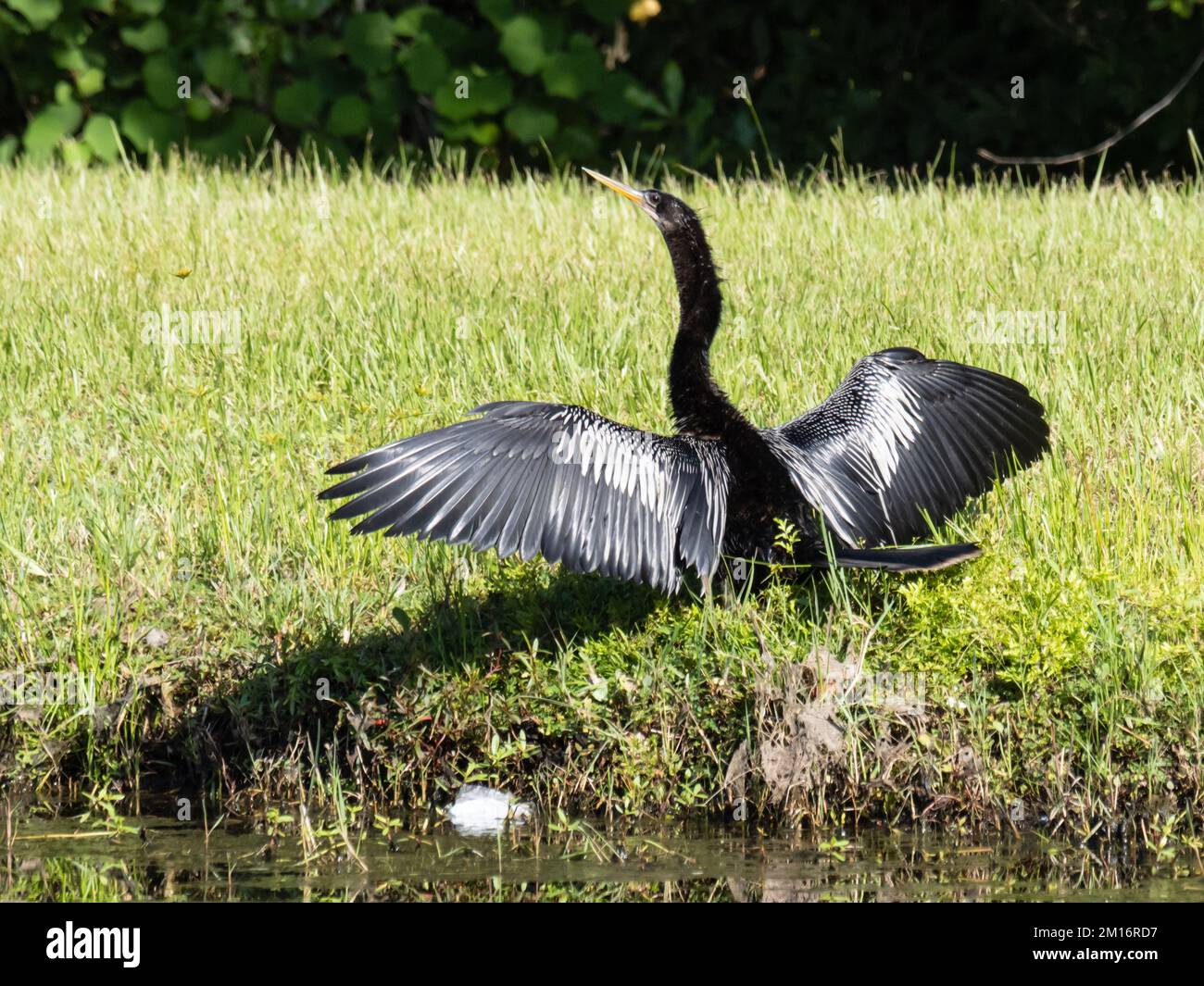 an anhinga, Anhinga anhinga, sometimes called the snakebird, darter ...