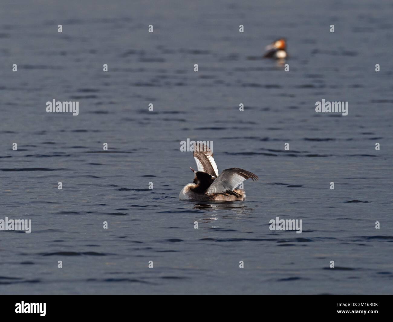 Great crested grebe Podiceps cristatus raised wing display in a reedbed ...