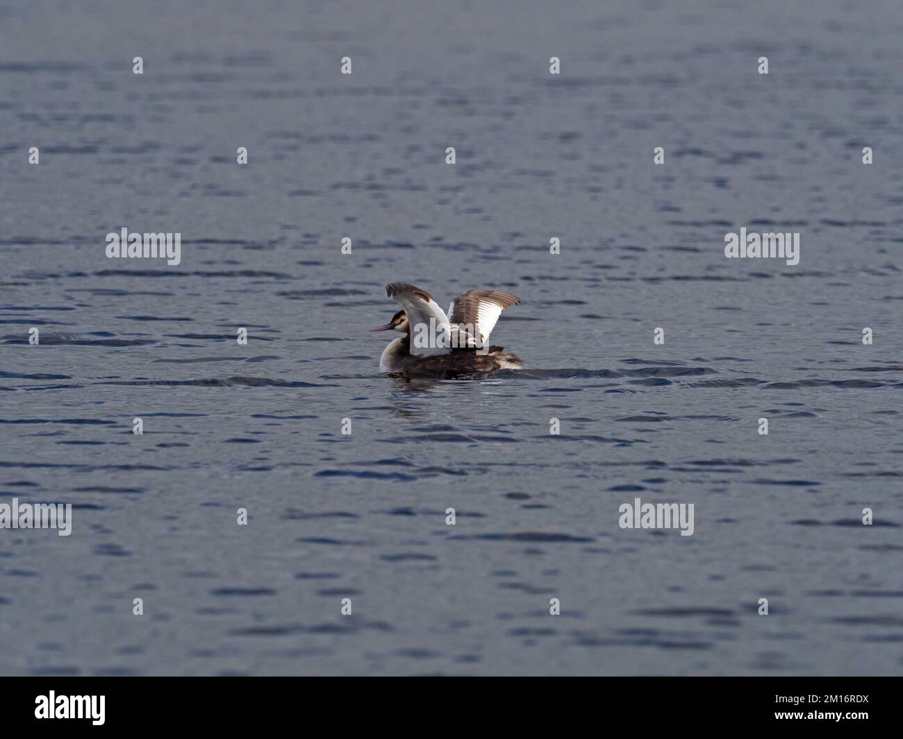 Great crested grebe Podiceps cristatus raised wing display in a reedbed ...