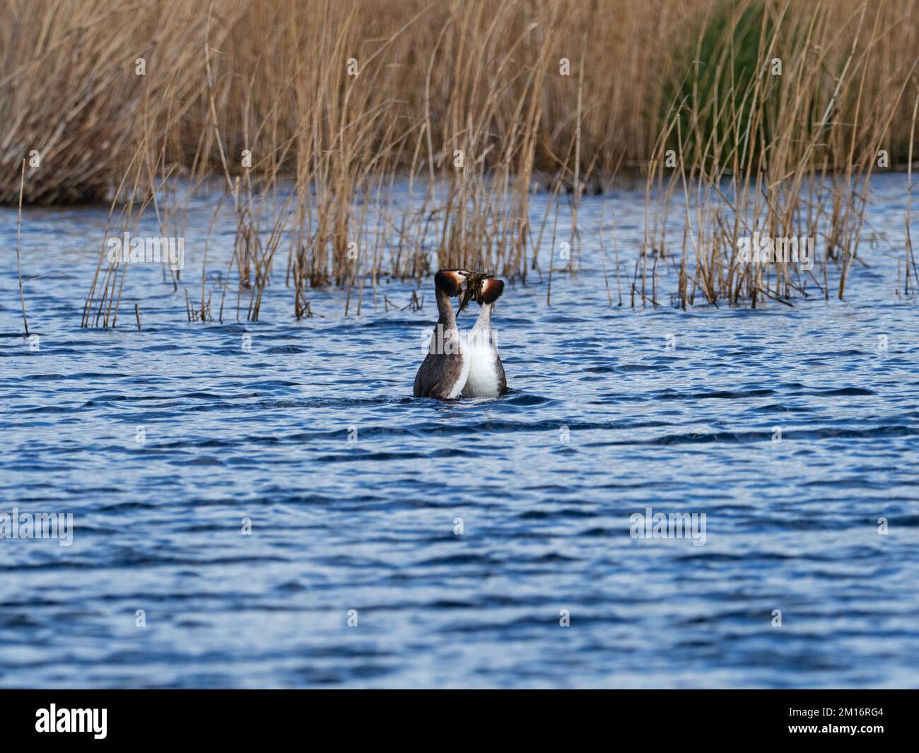 Great crested grebe Podiceps cristatus pair in weed dance ceremony in a ...