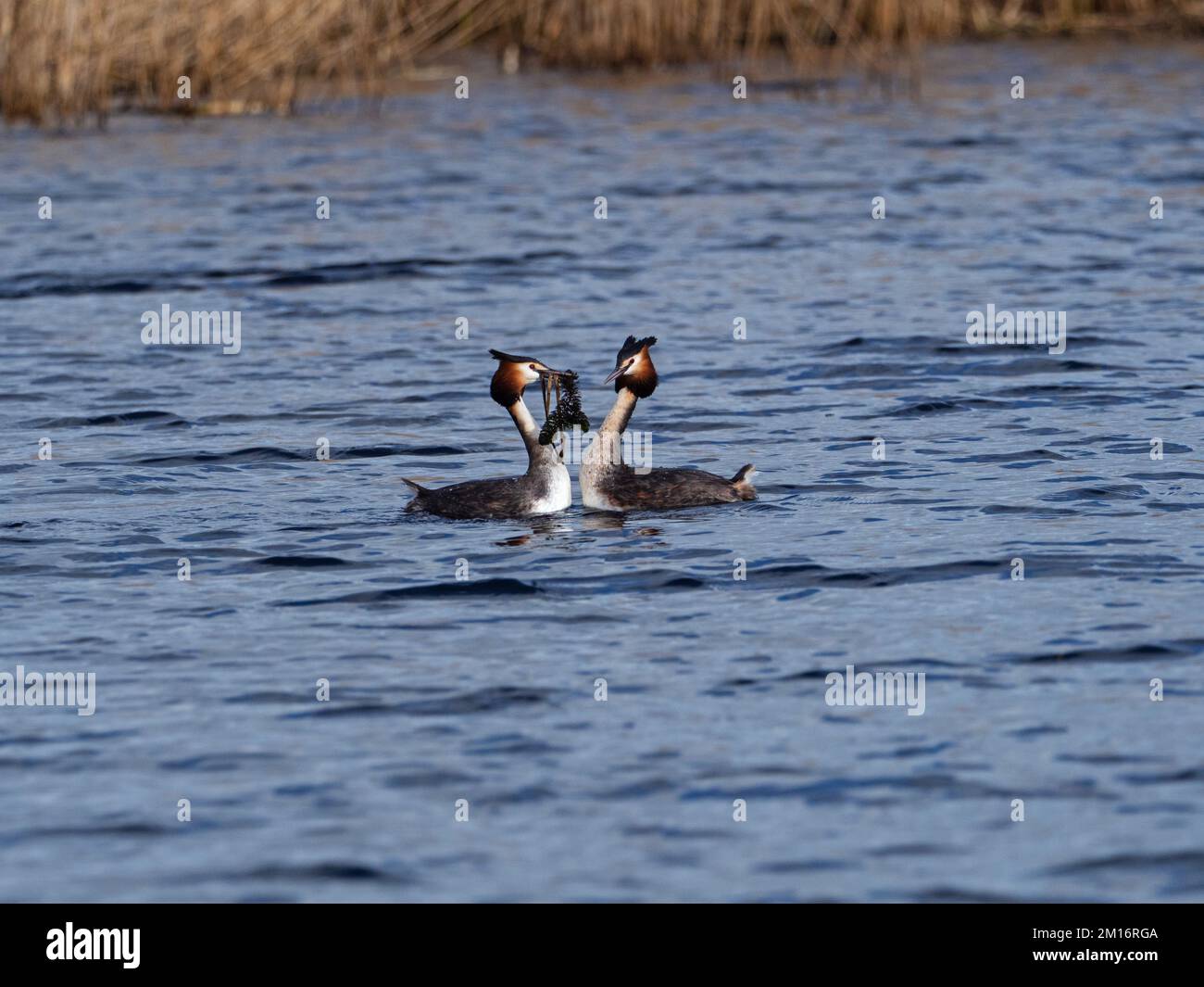 Great crested grebe Podiceps cristatus pair at end of weed dance ...