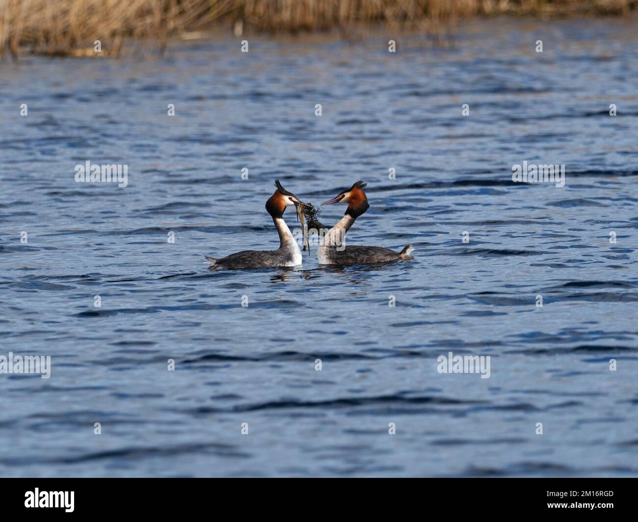 Weed dance hi-res stock photography and images - Alamy