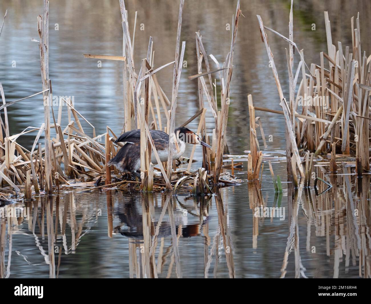 On potential nest platform hi-res stock photography and images - Alamy