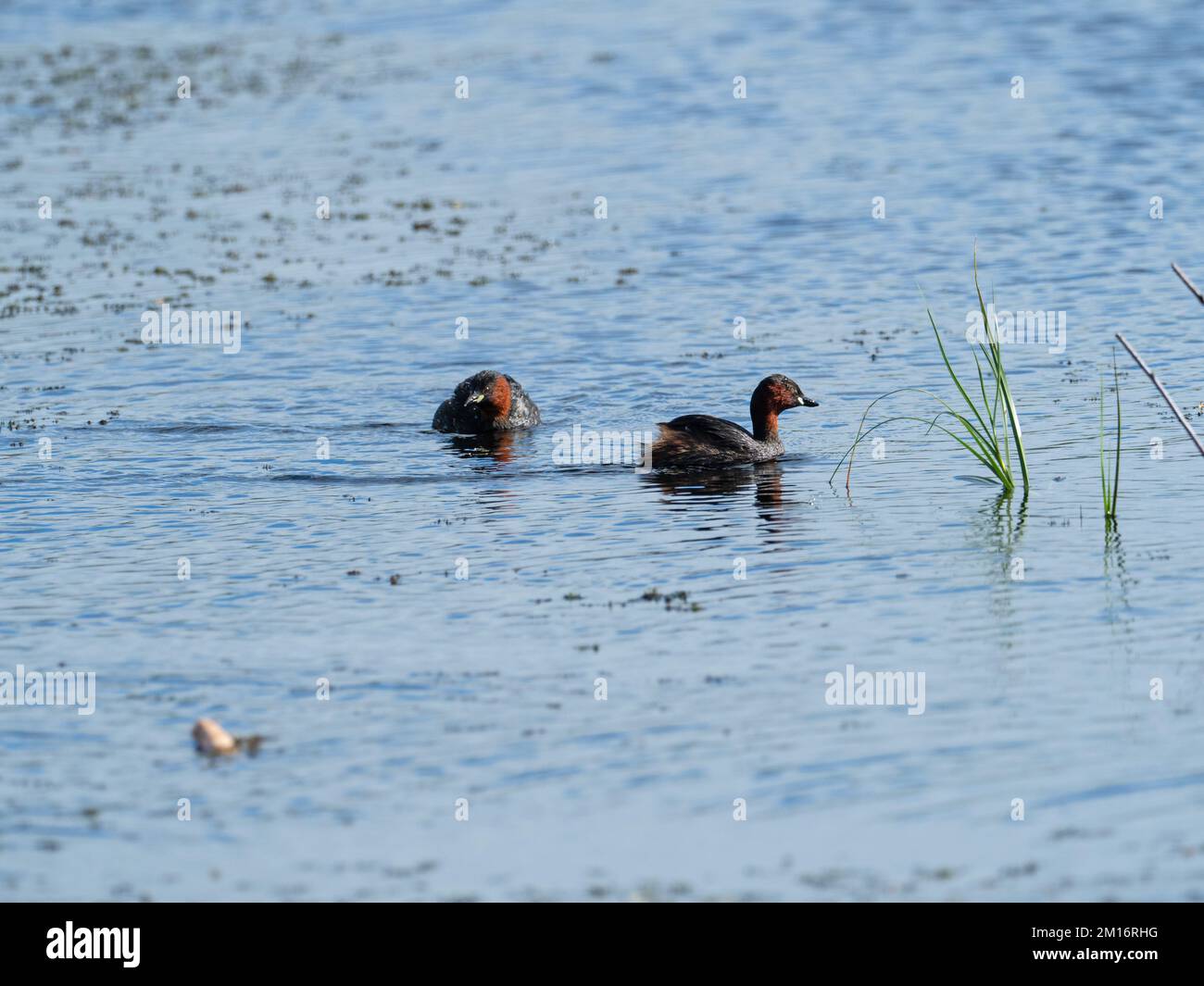 Little grebe Tachybaptus ruficollis in a reedbed pool, from North Hide ...