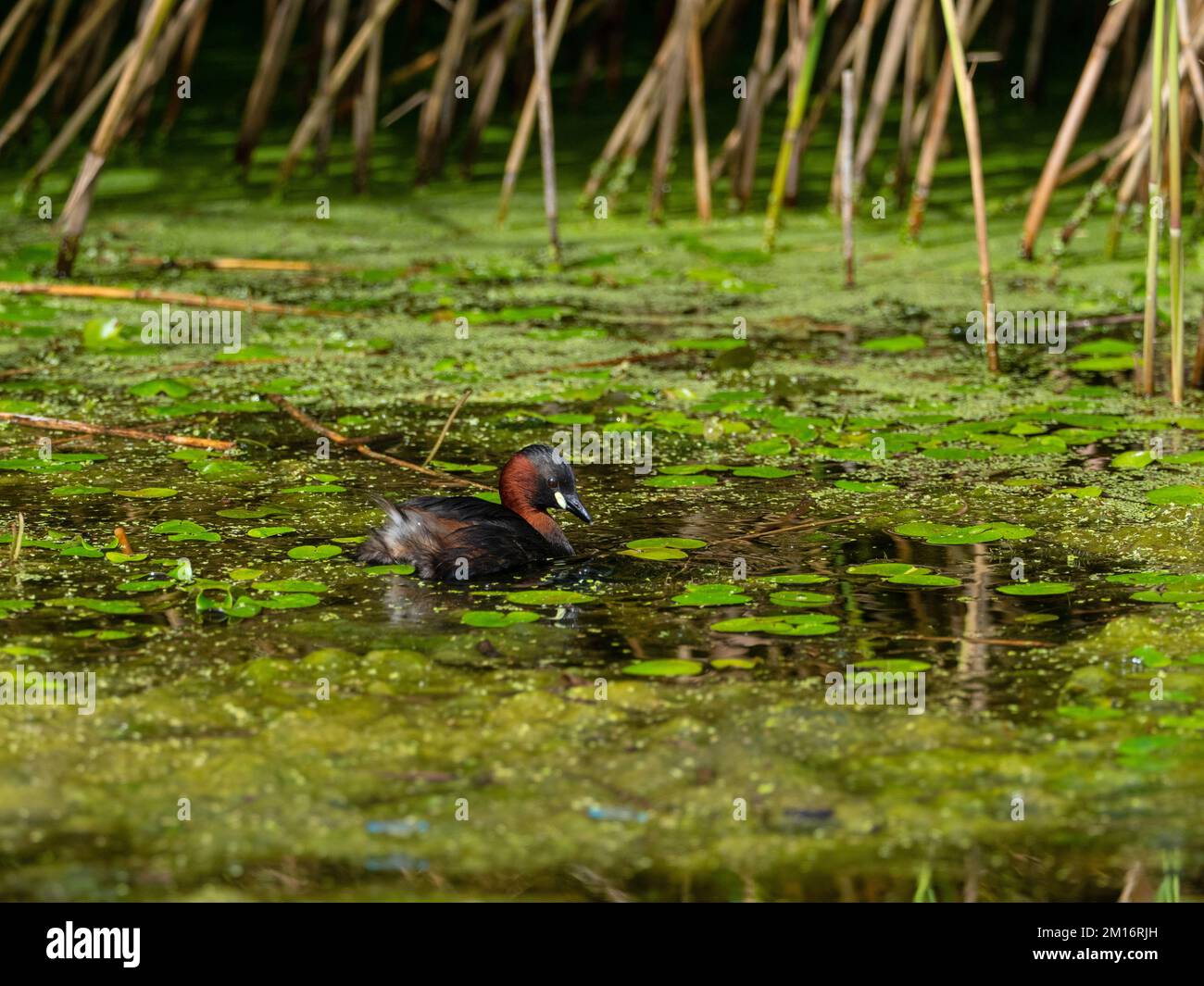 Little grebe Tachybaptus ruficollis amongst duckweed and leaves of ...