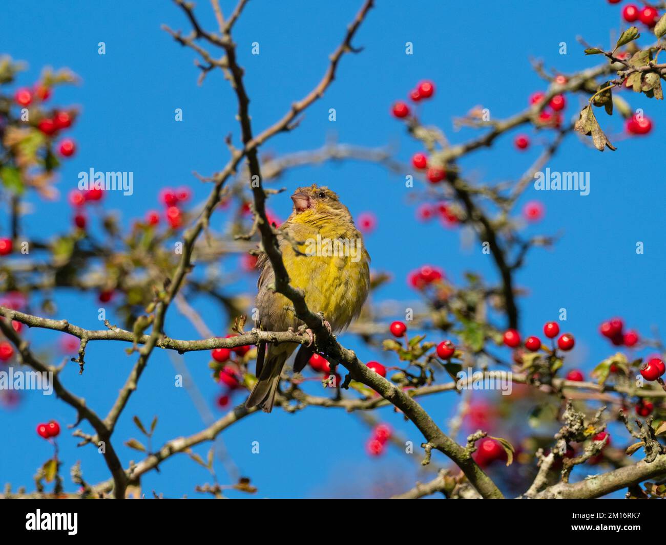 European greenfinch Carduelis carduelis male perched in Hawthorn ...