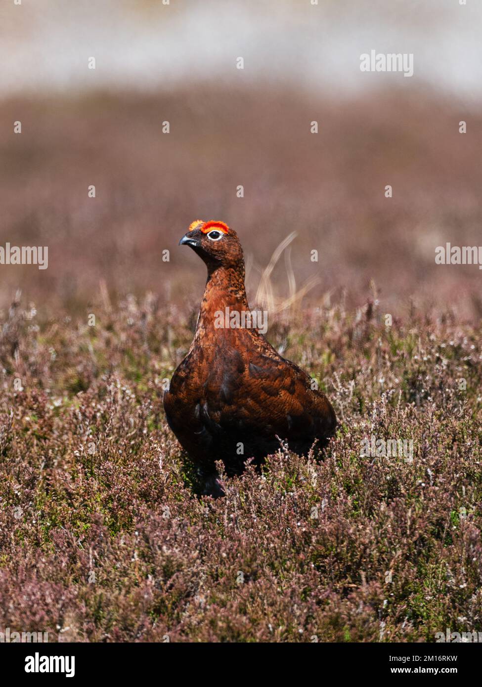Red grouse Lagopus lagopus scoticus male amongst heather, Reeth ...