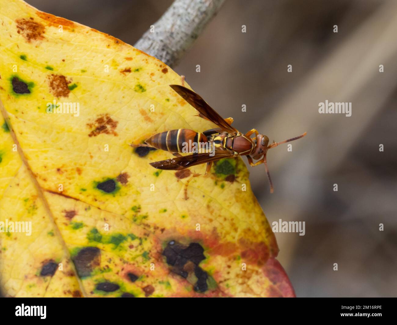 Polistes bellicosus, a species of paper wasp Stock Photo - Alamy