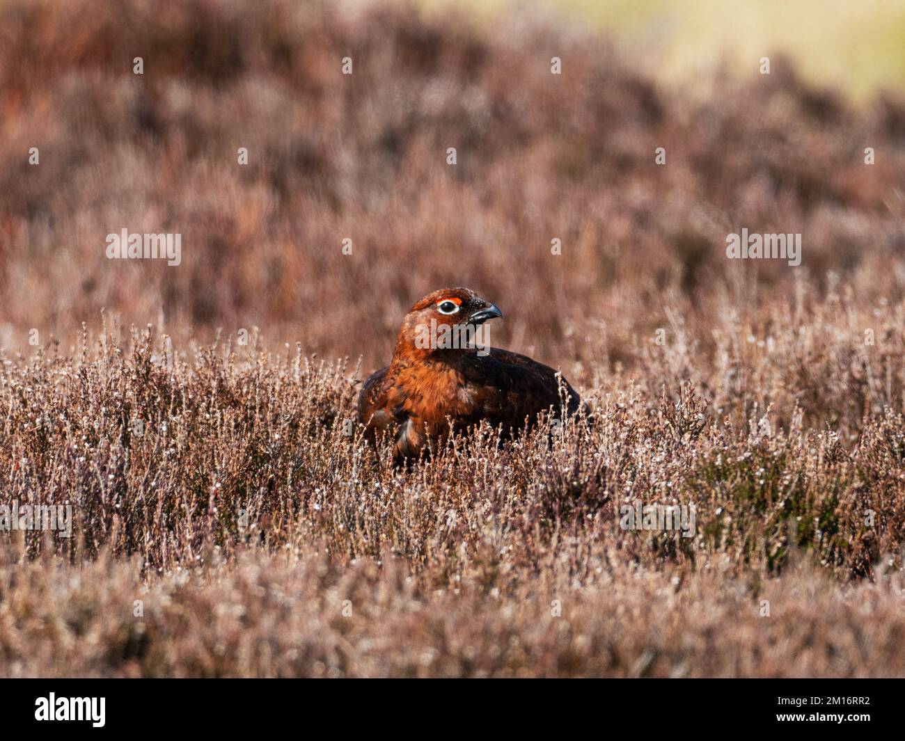 Red grouse Lagopus lagopus scoticus male in heather moorland ...