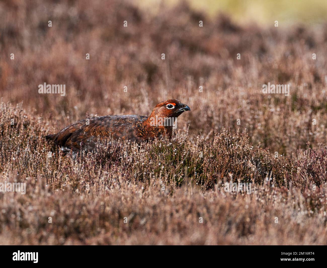 Red grouse Lagopus lagopus scoticus male in heather moorland ...