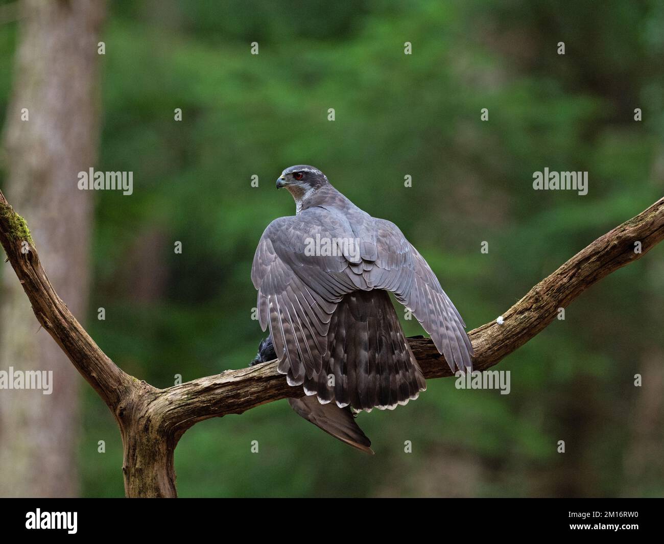 Northern goshawk Accipiter gentilis male on a dead branch mantling prey ...