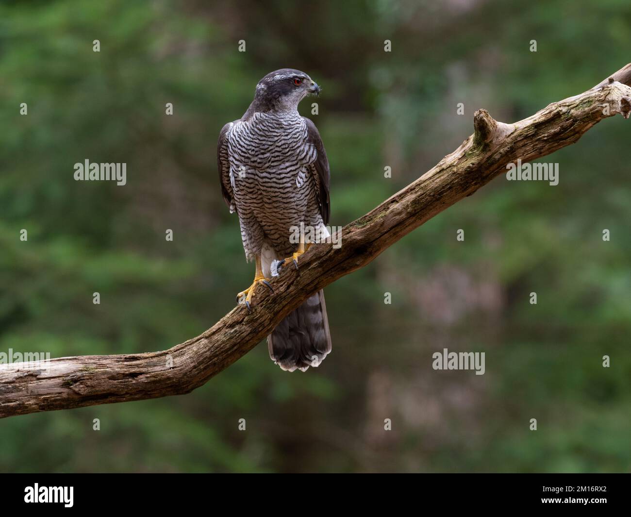 Northern goshawk Accipiter gentilis male on a dead branch, New Forest ...