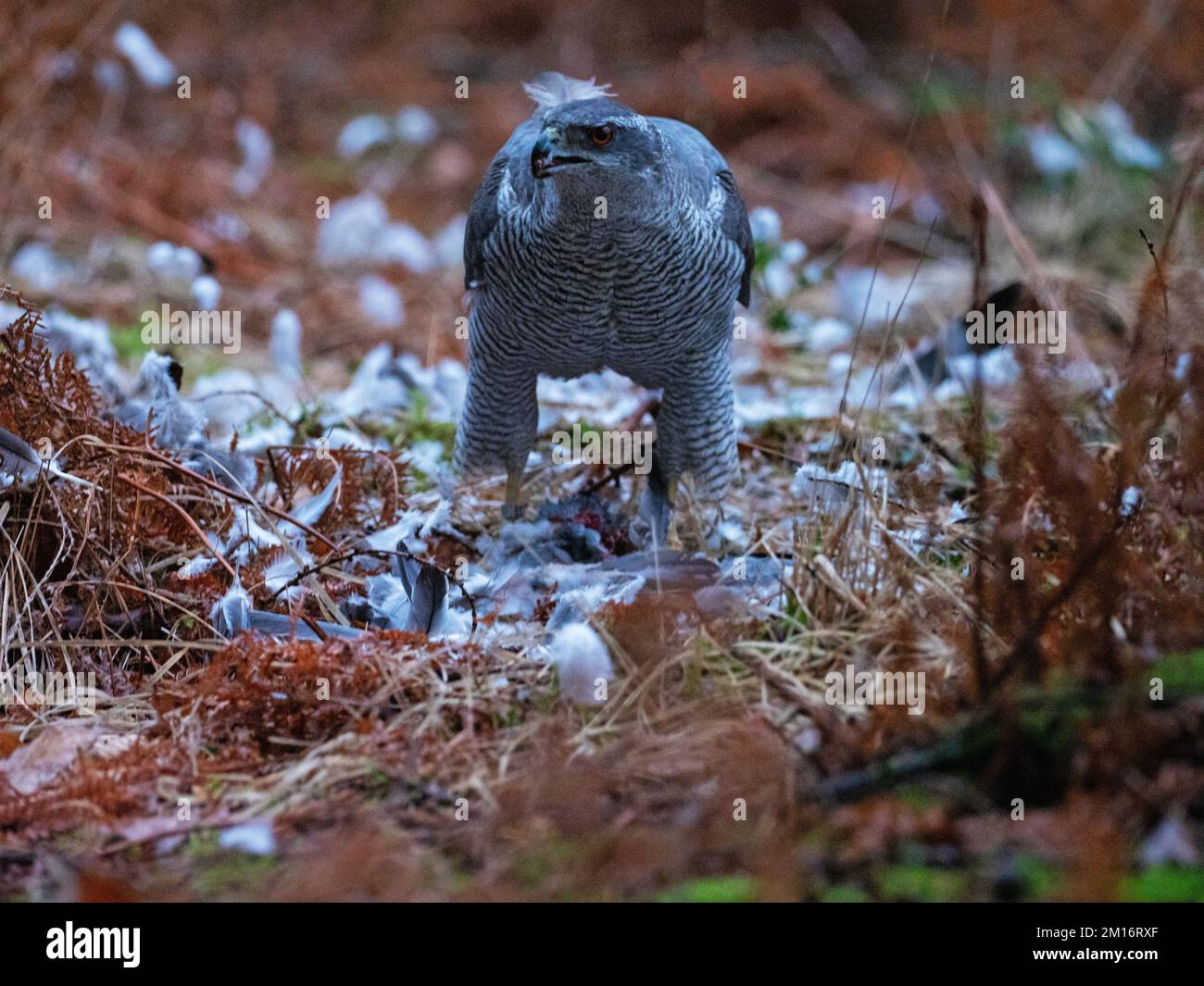 Prey 2022 hi-res stock photography and images - Alamy