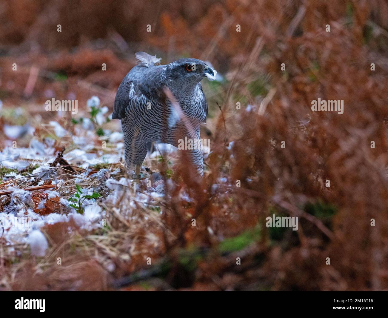 Prey 2022 hi-res stock photography and images - Alamy