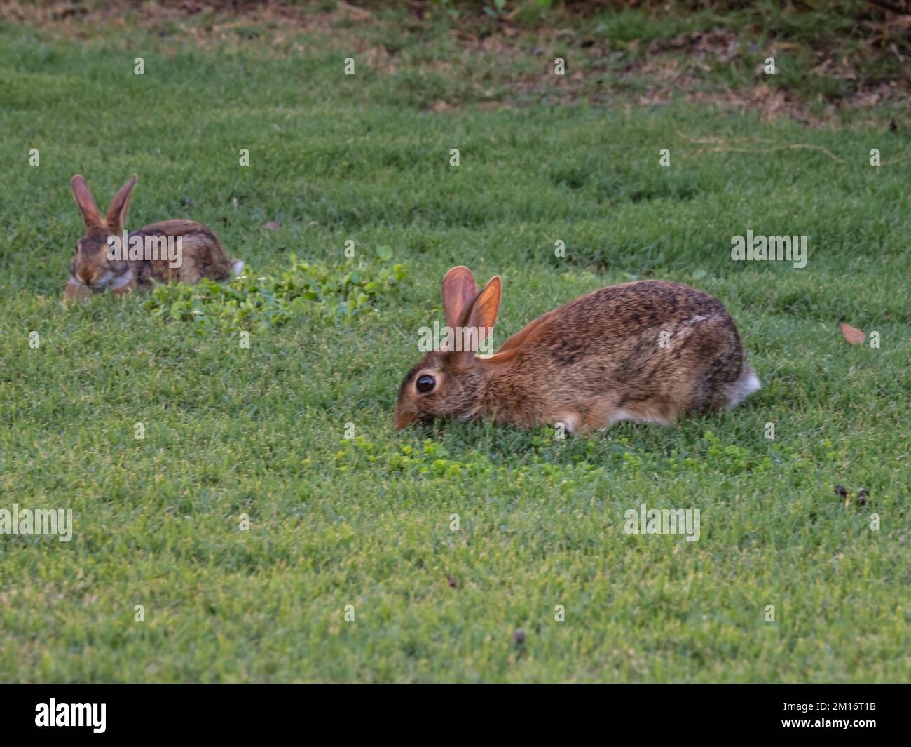 Two eastern cottontail rabbits, Sylvilagus floridanus, feeding on grass ...