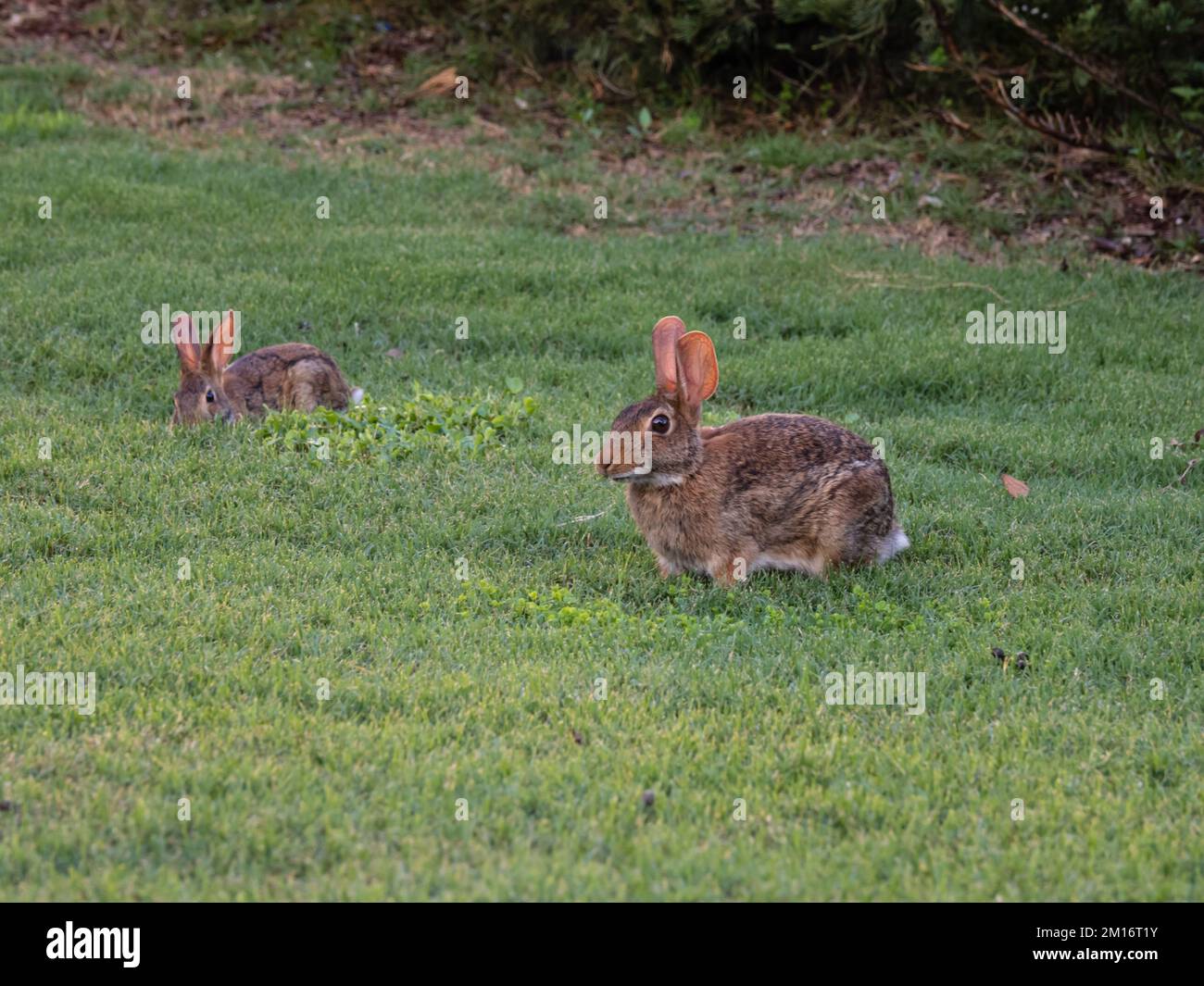 Two eastern cottontail rabbits, Sylvilagus floridanus, feeding on grass ...