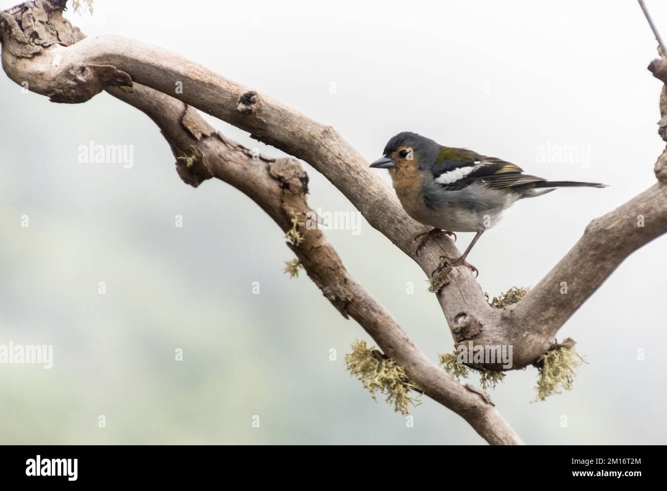 A close up of a common chaffinch (Fringilla coelebs) perched on a tree ...