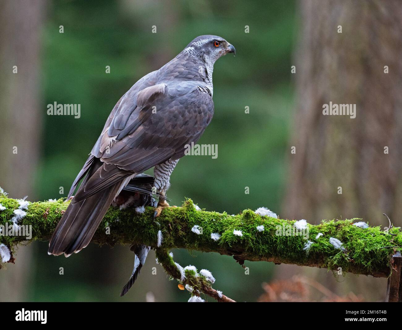 Northern goshawk Accipiter gentilis female on a mossy branch with ...
