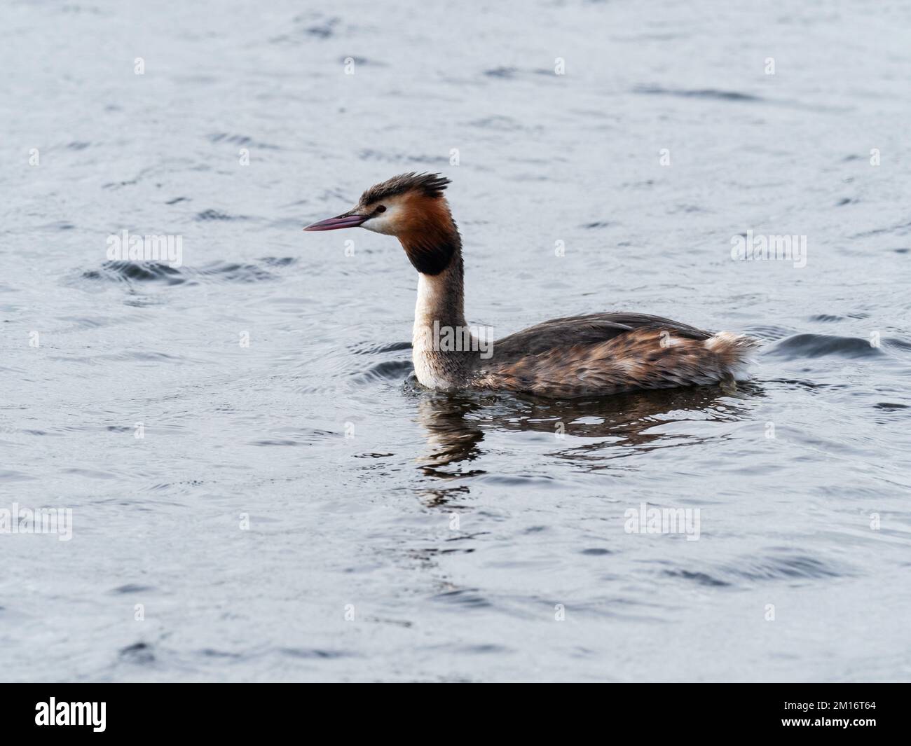 Great crested grebe Podiceps cristatus adult swimming on a lake, Ham ...
