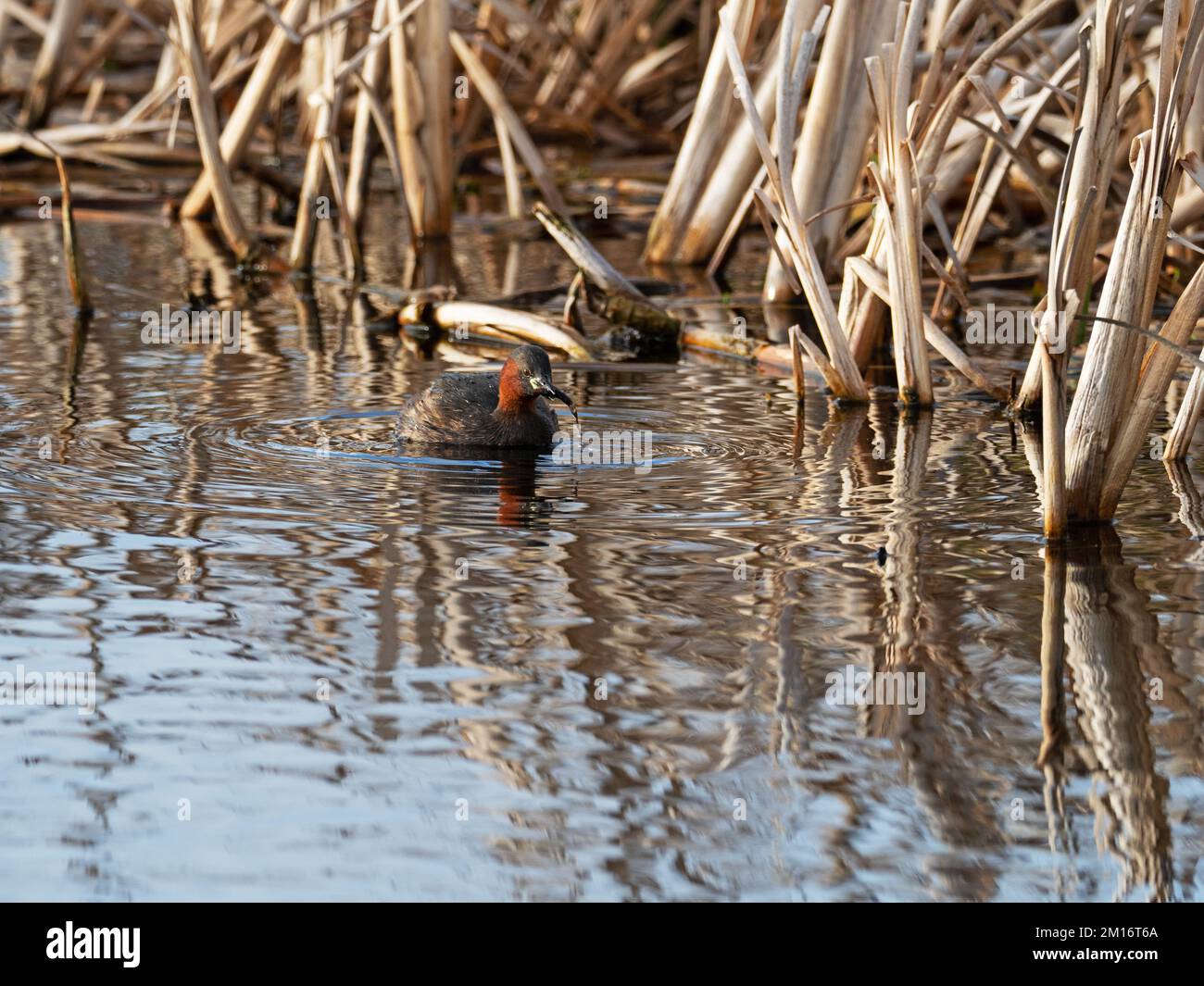 Fish eating piscivore hi-res stock photography and images - Alamy