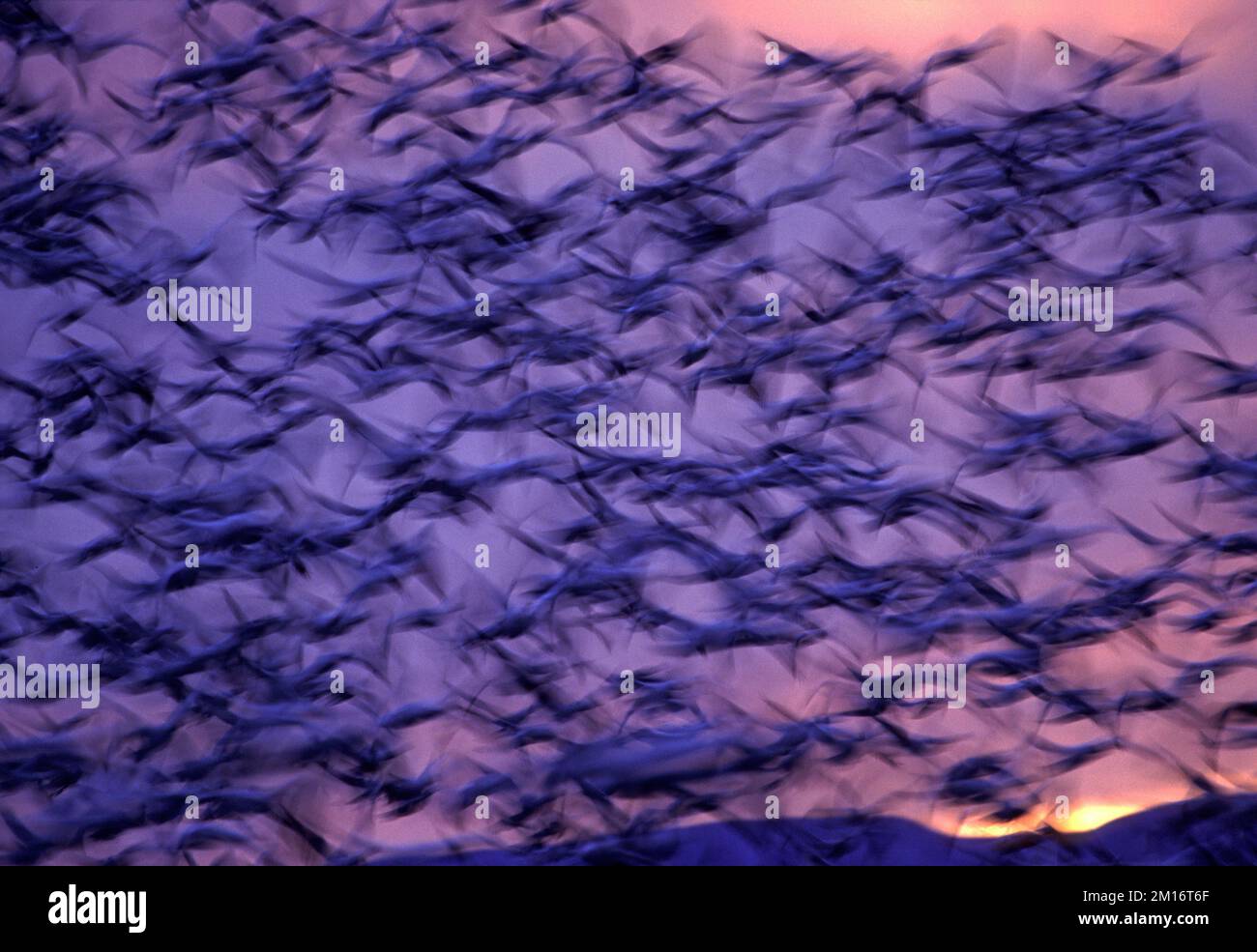 Snow goose Chen caerulescens flock leaving overnight roost at dawn ...