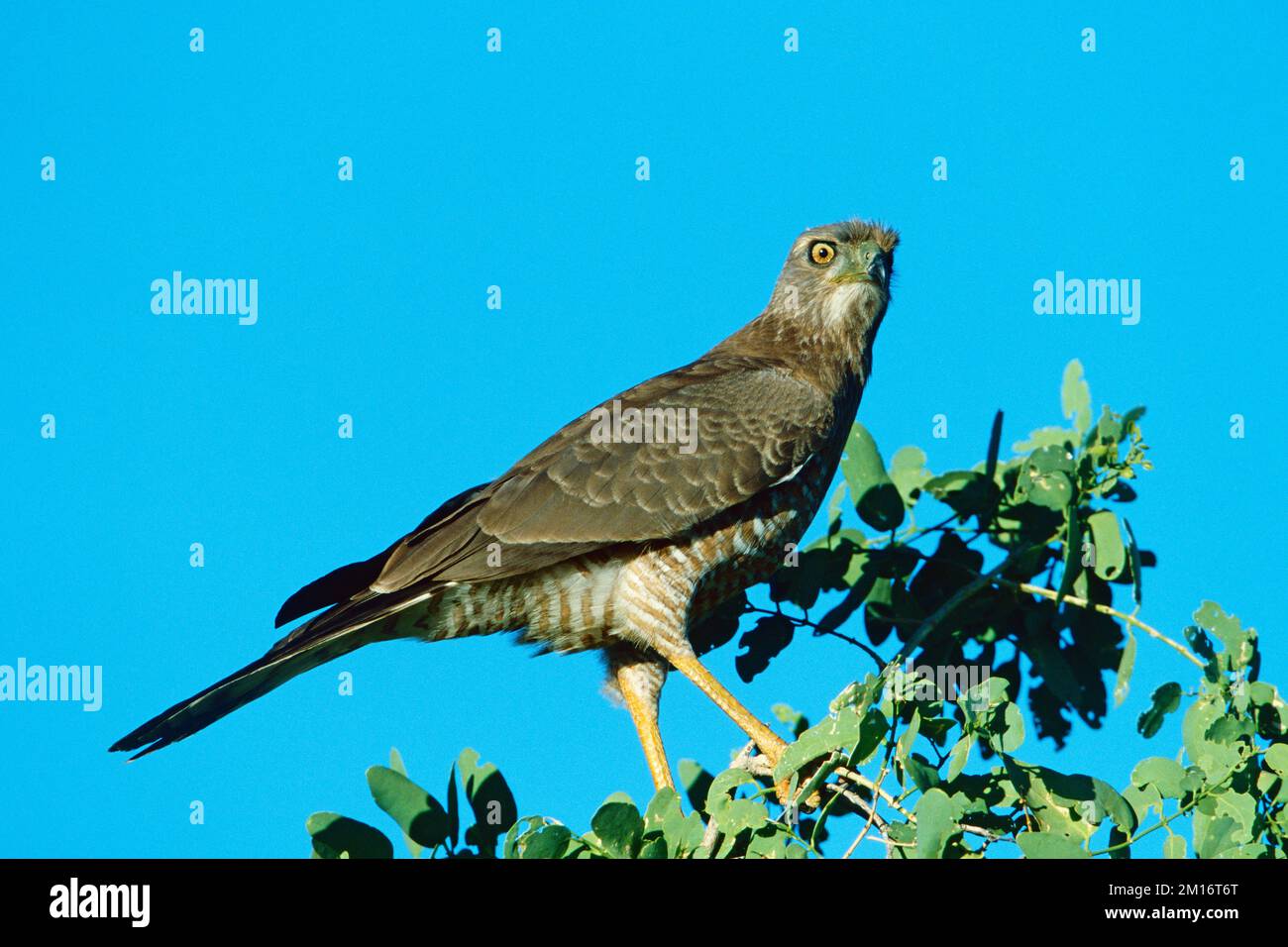Eastern pale chanting goshawk Melierax poliopterus juvenile perched in ...