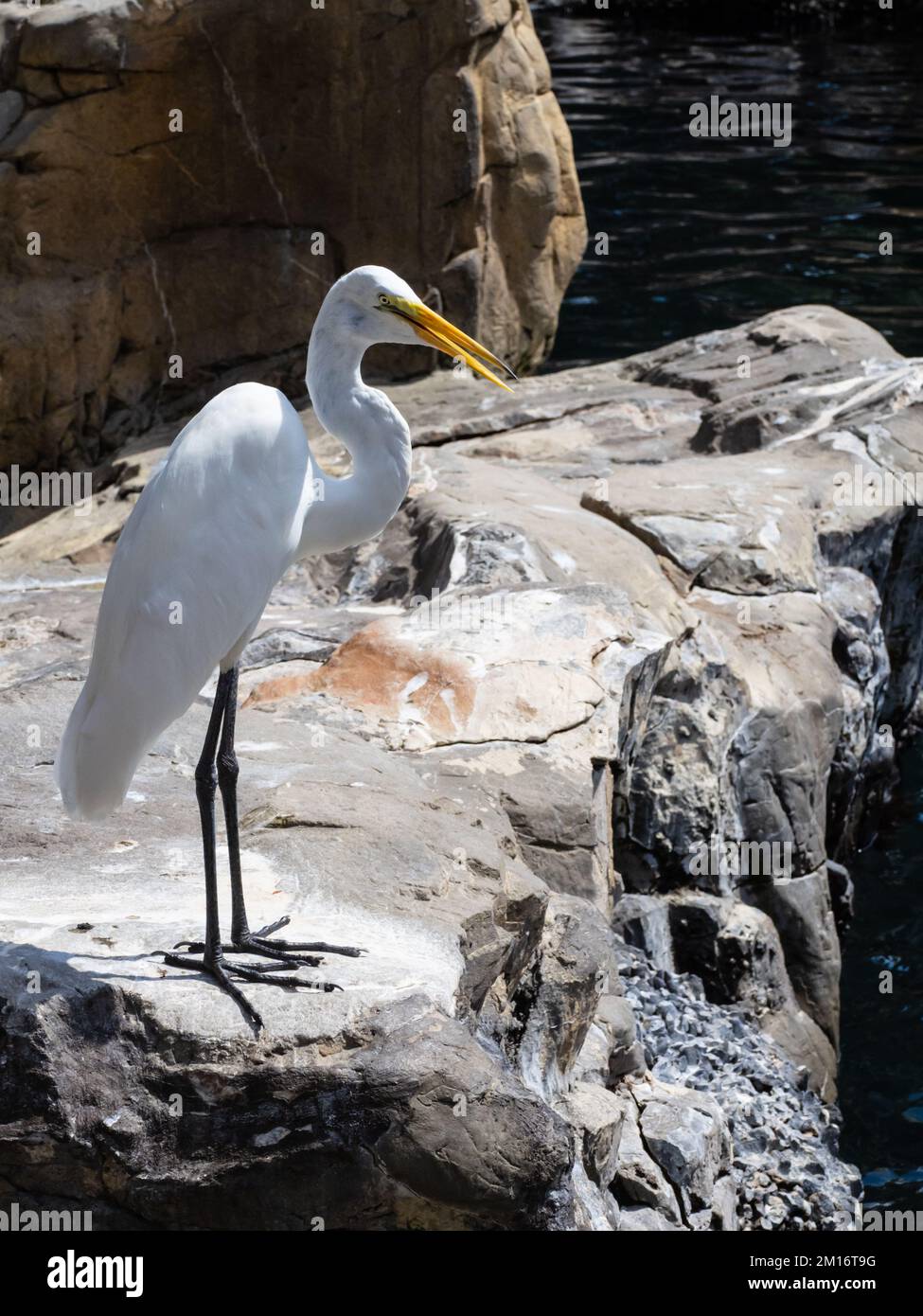 A great egret, Ardea alba, also known as the common egret, large egret ...