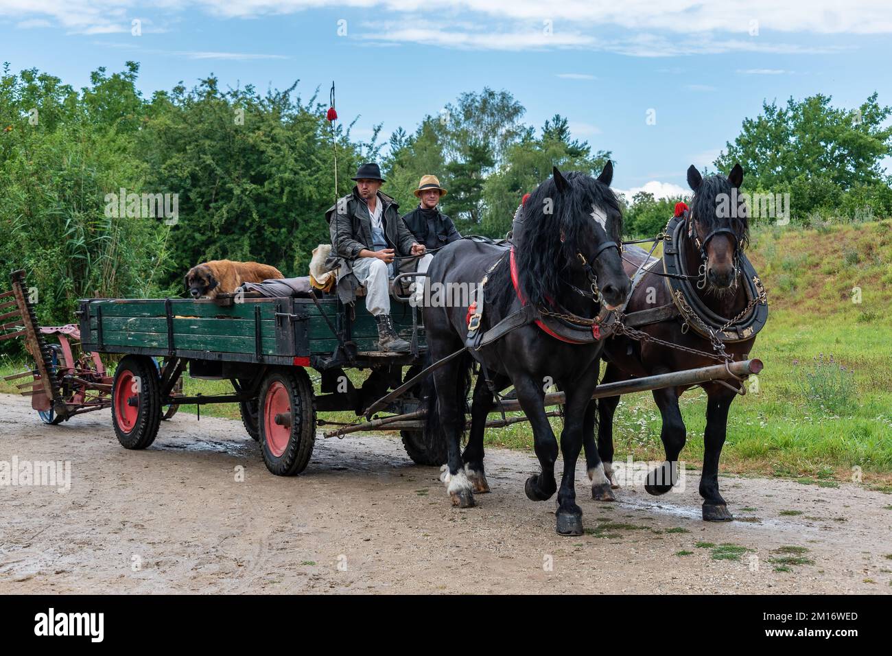 Two men on a horse-drawn carriage with a mower, and a green grassy ...
