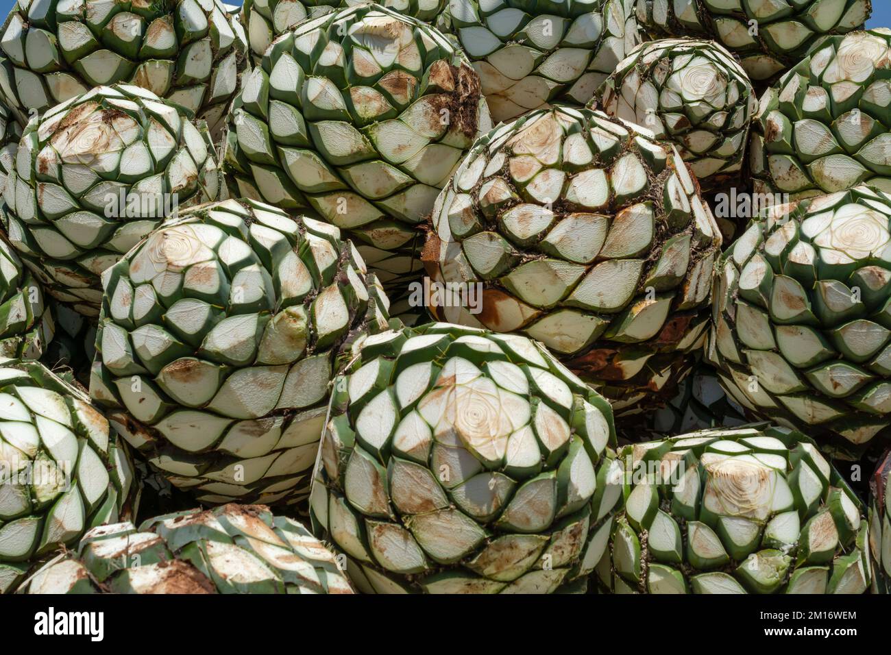 A closeup shot of piled up agave fruits at tequila production farm ...